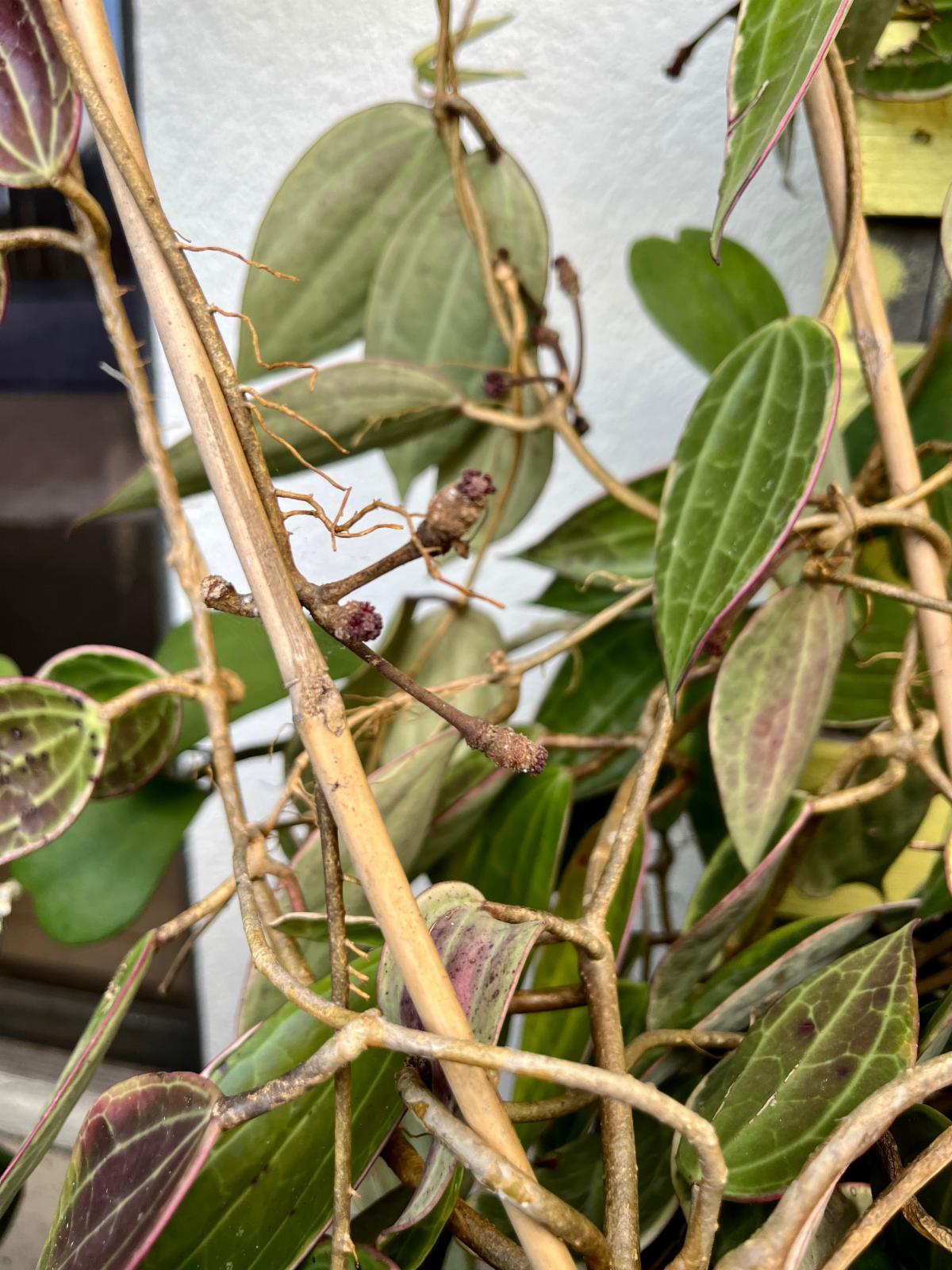 Happy Hoya Plants | Pinder's Nursery | Blog