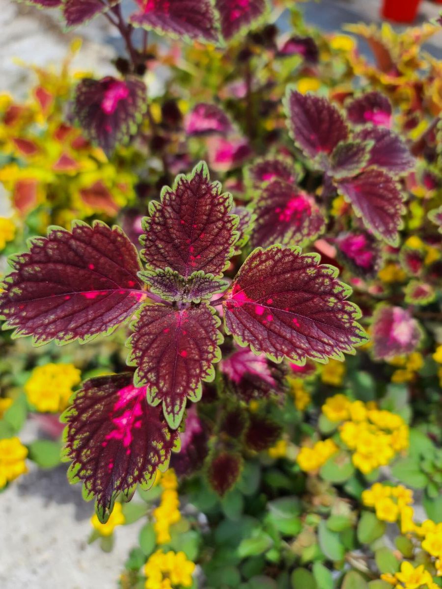 Small Scale Gardening | Pinder's Nursery | Blog