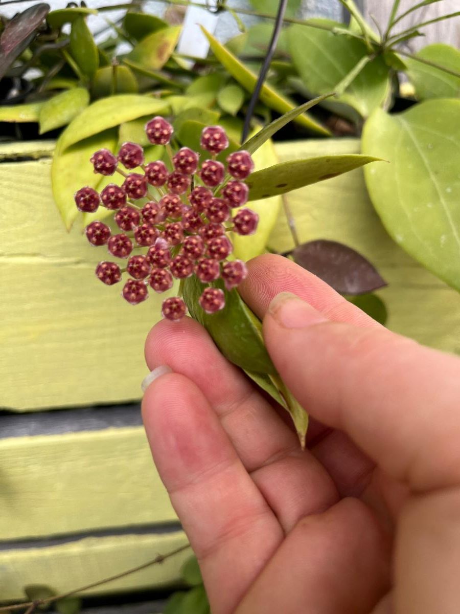 Happy Hoya Plants | Pinder's Nursery | Blog