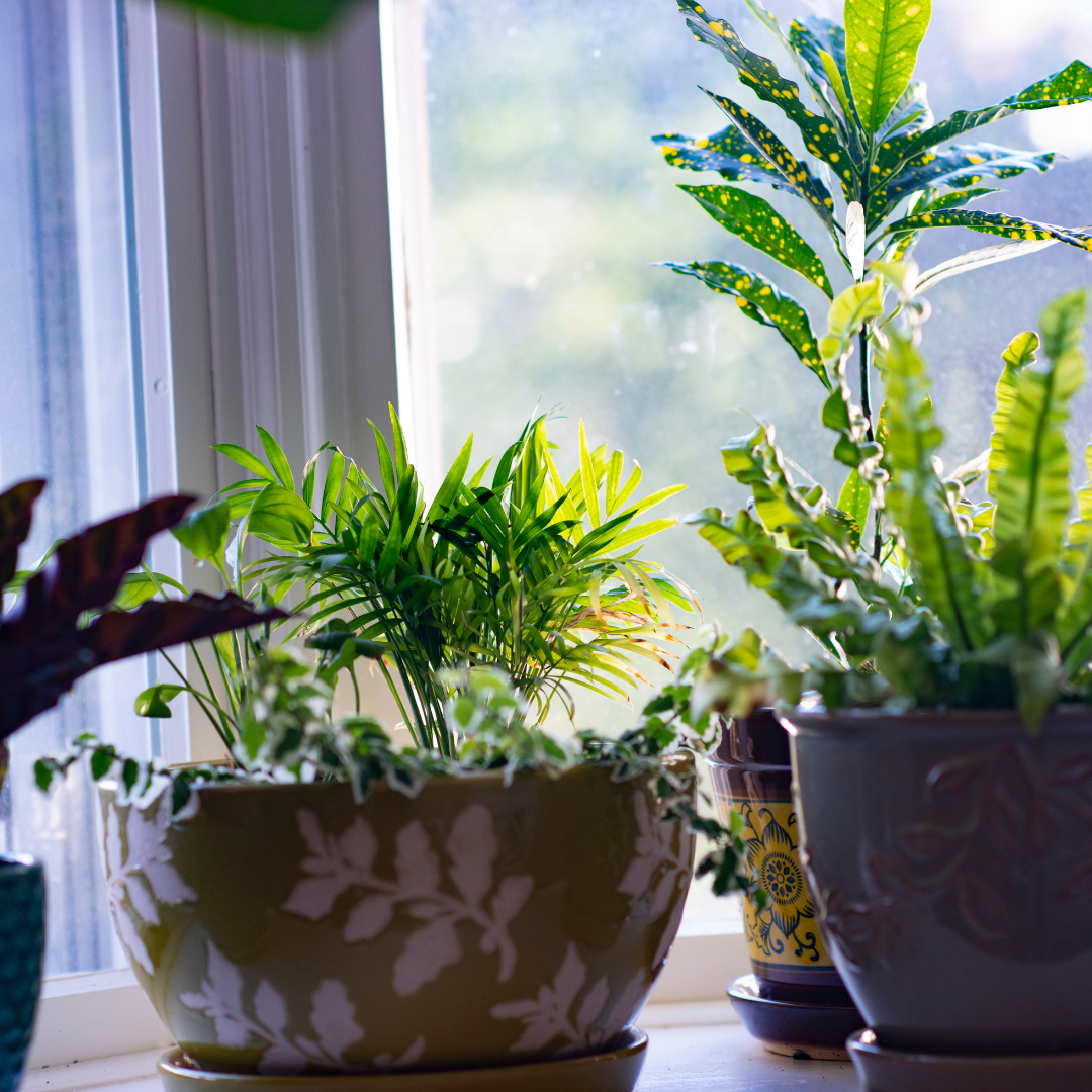 Small Scale Gardening | Pinder's Nursery | Blog