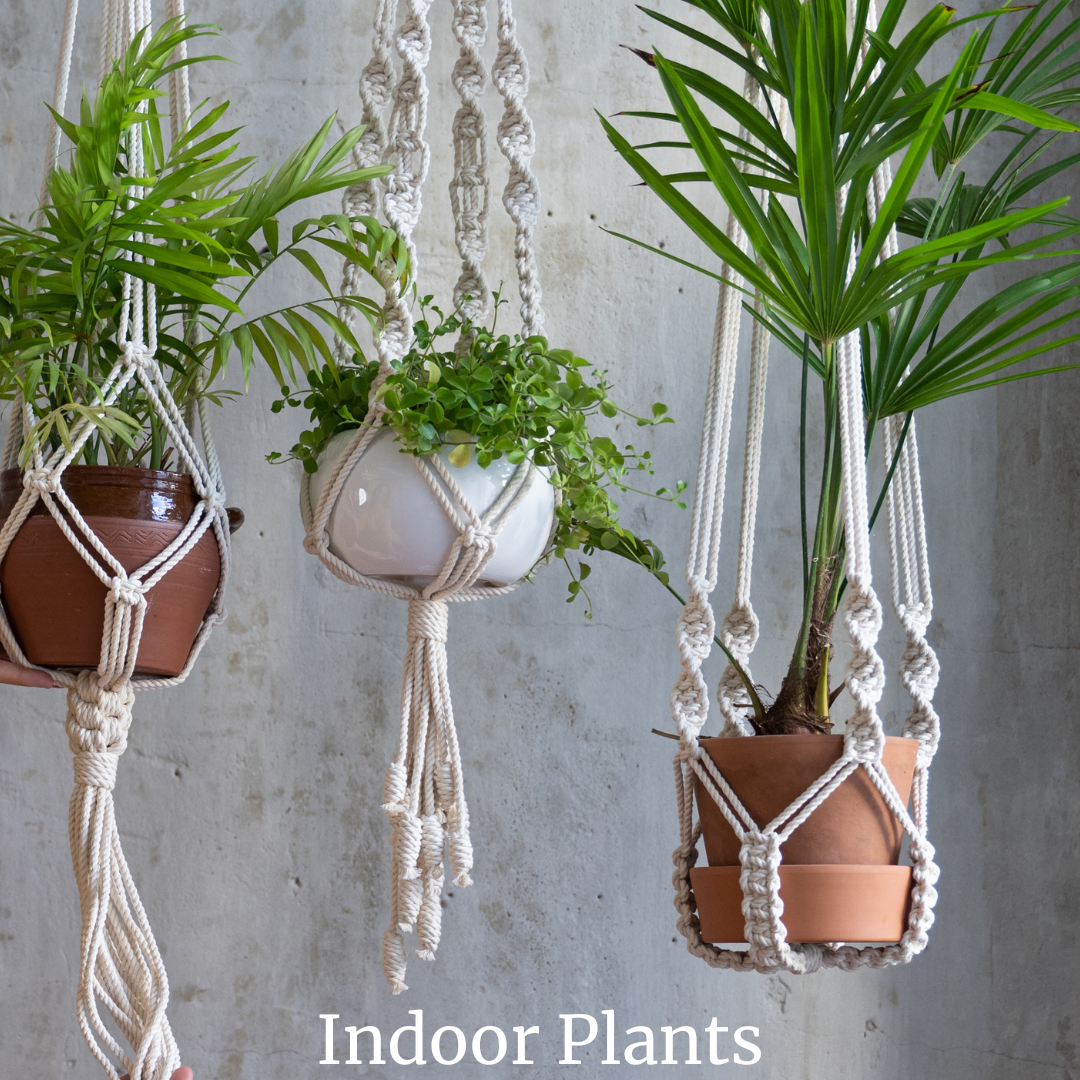 Small Scale Gardening | Pinder's Nursery | Blog