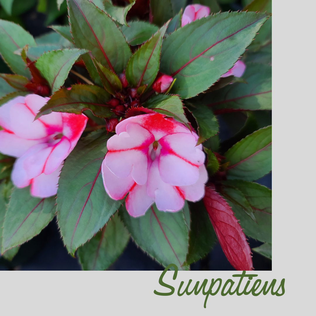 The Best in Big Color | Pinder's Nursery | Blog