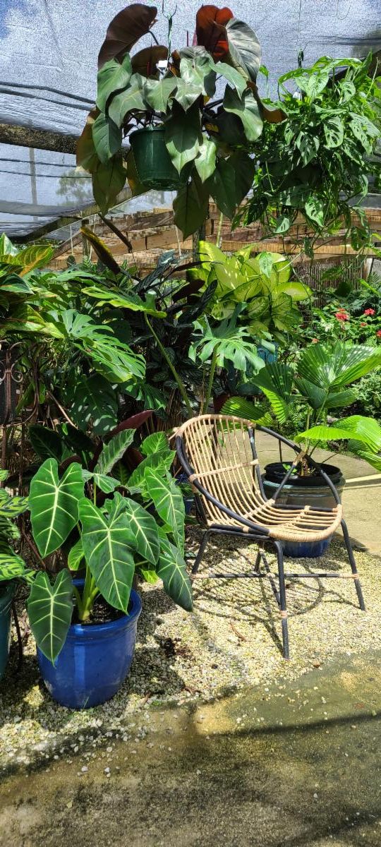 Small Scale Gardening | Pinder's Nursery | Blog