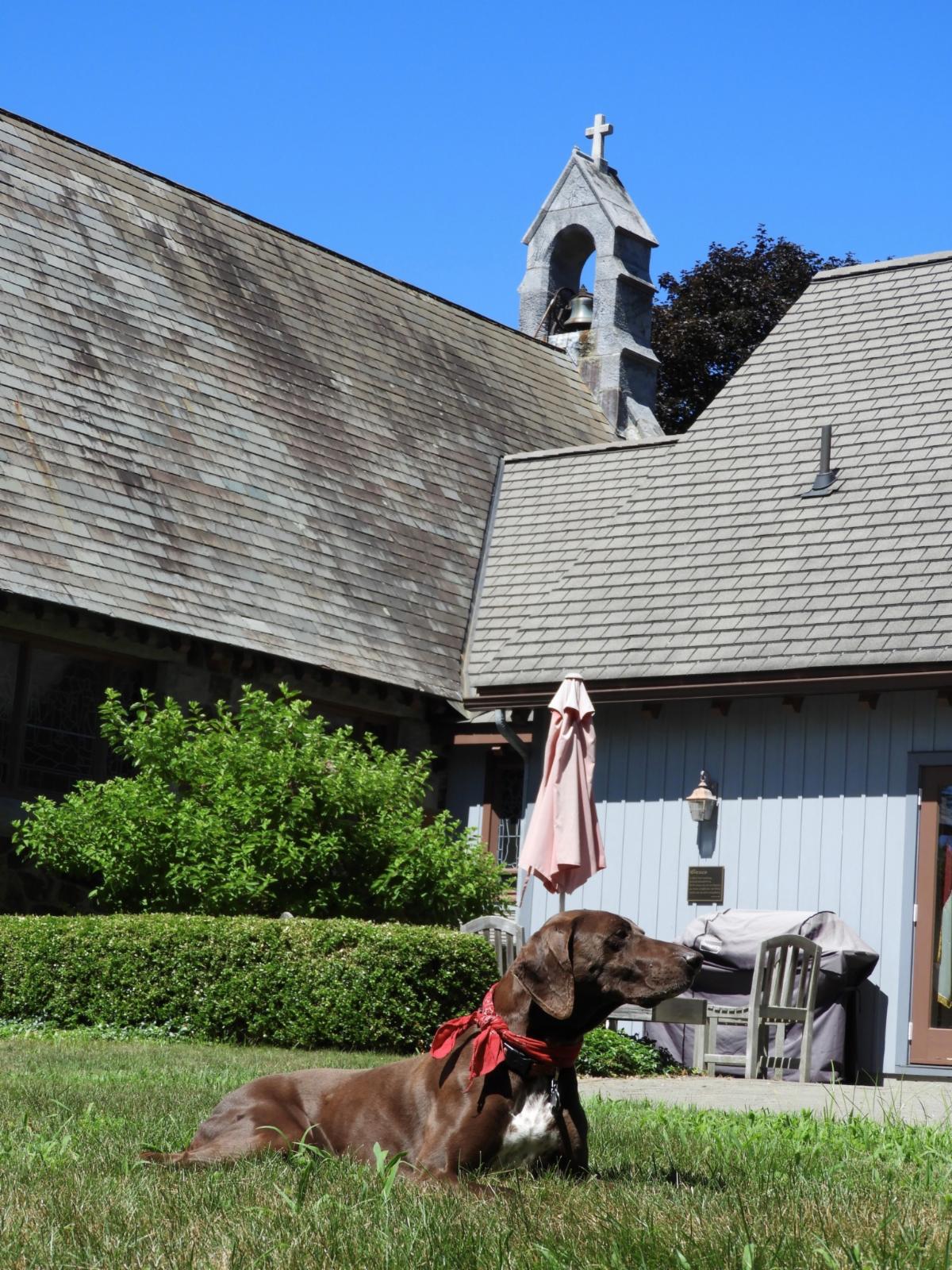 SEEDS Remembering Coda, our church dog