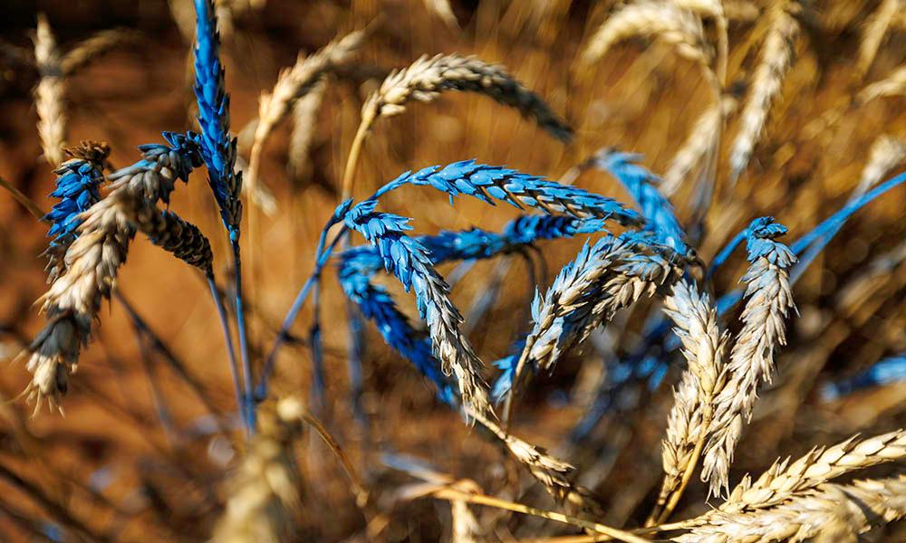 OSU Agriculture News and Updates - June 2026