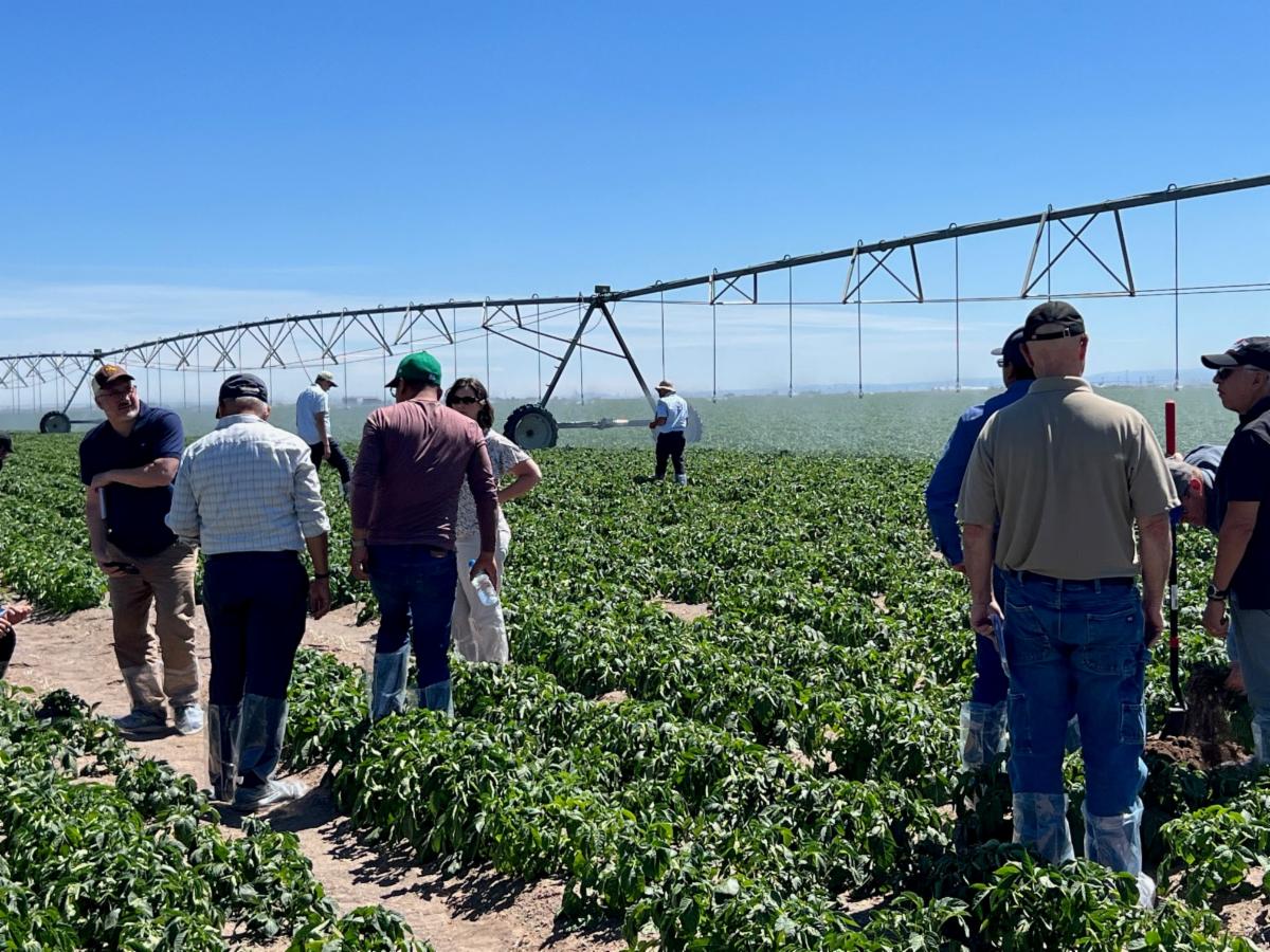 Eye on DC: U.S. Hosts Mexican Officials for Potato Site Audit