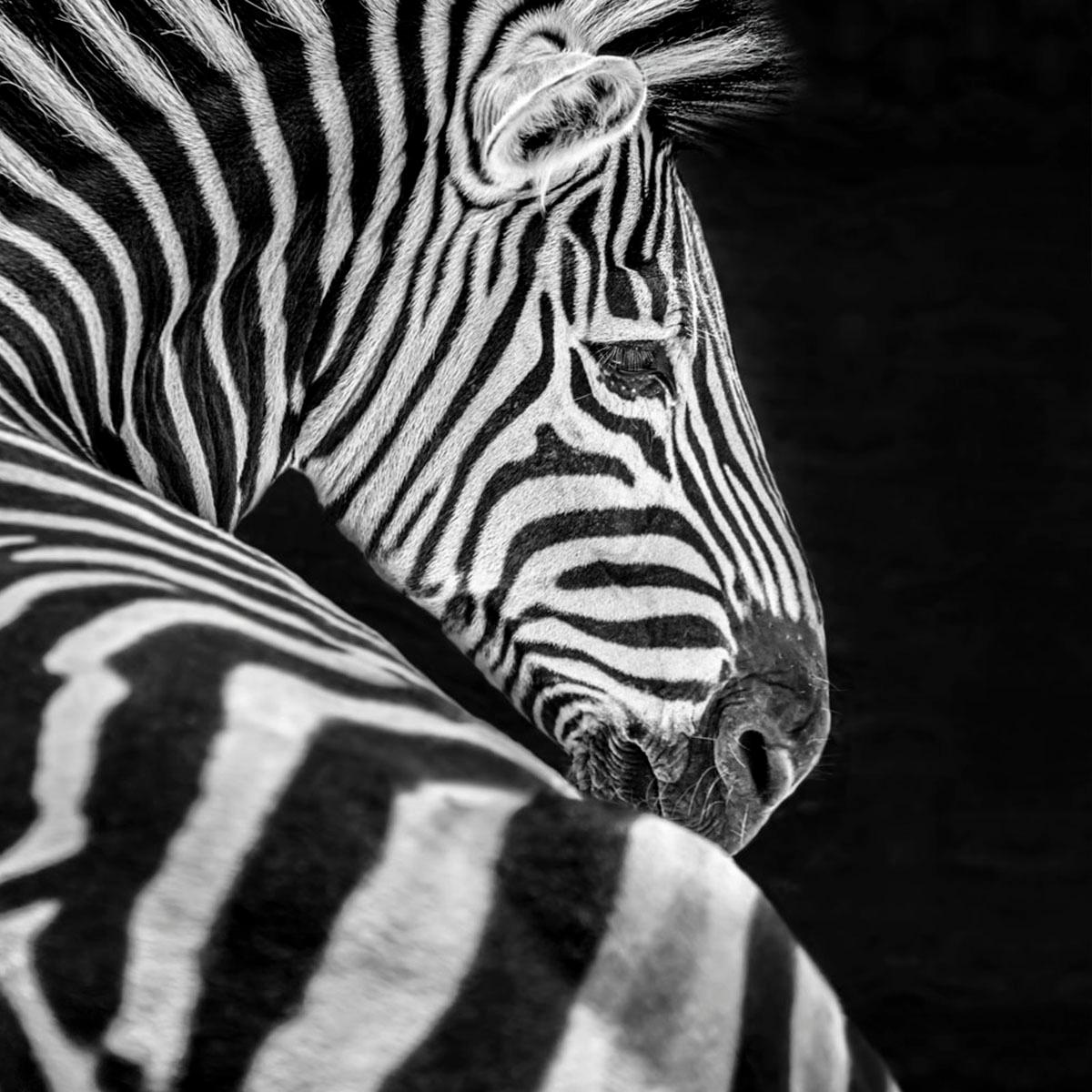 Reminder: Wildflower Fields- New Artist- Tanya Mavric and The Art of ...