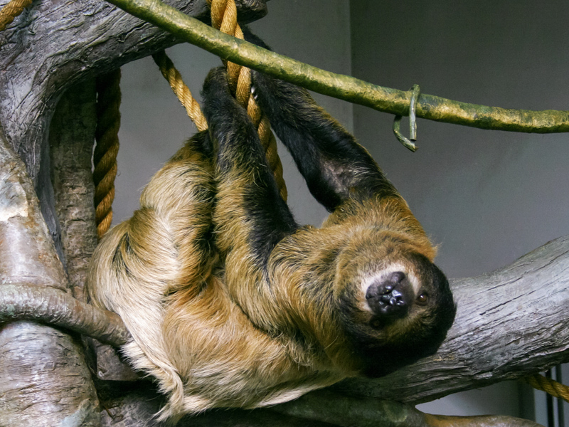 The Sloth Files: What's Up at the Museum?