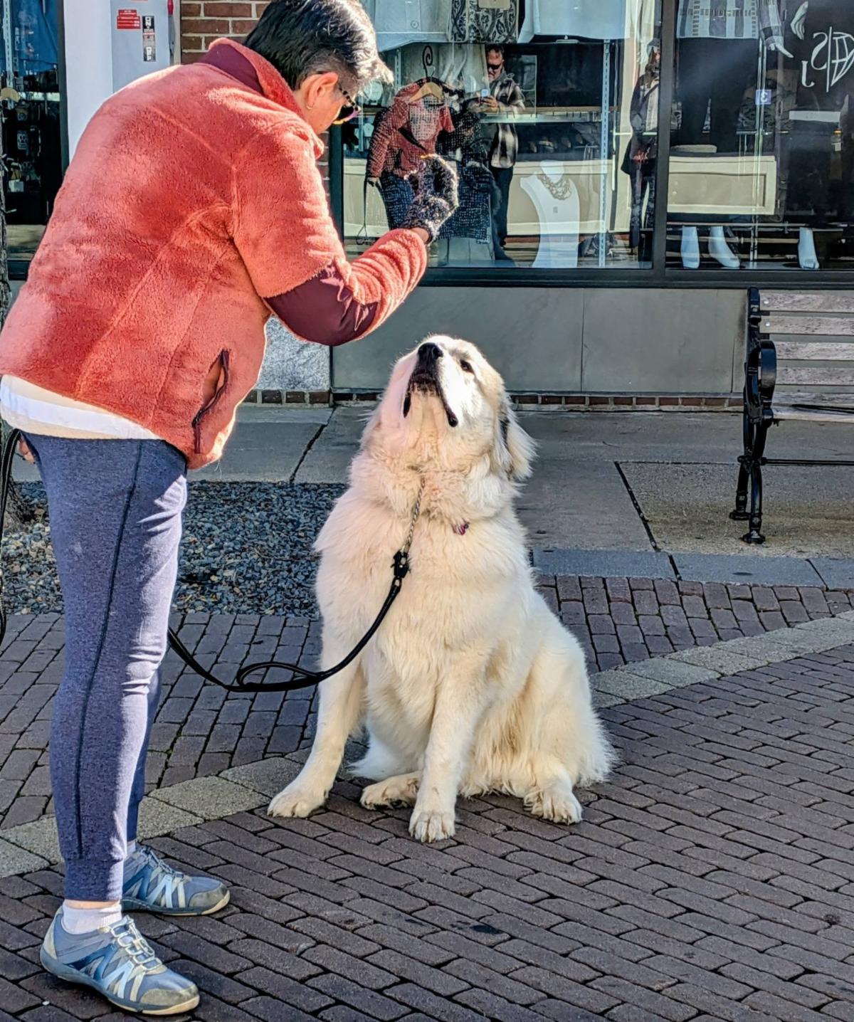 DOGMAN NEWS AND WORLD REPORT