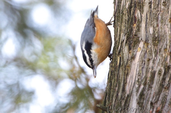 Bird of the Week- Red-breasted Nuthatch