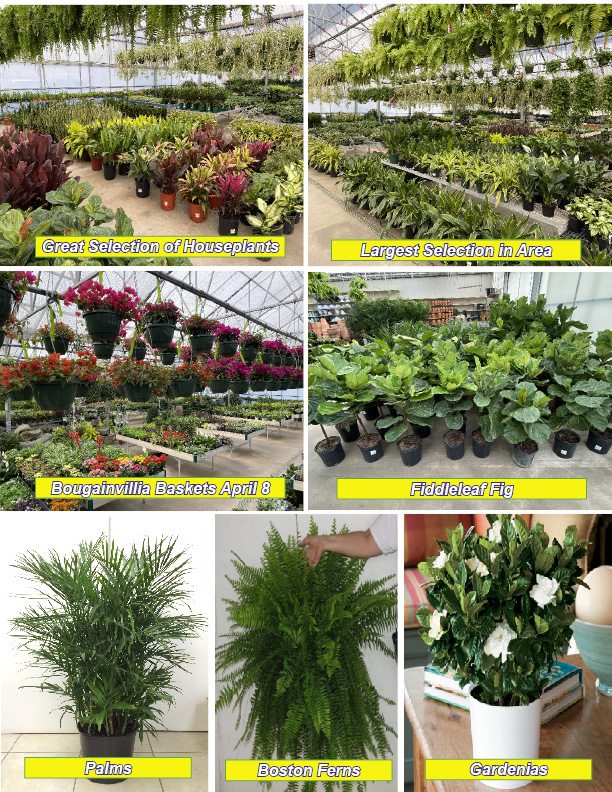 We have the largest selection of Houseplants in the area