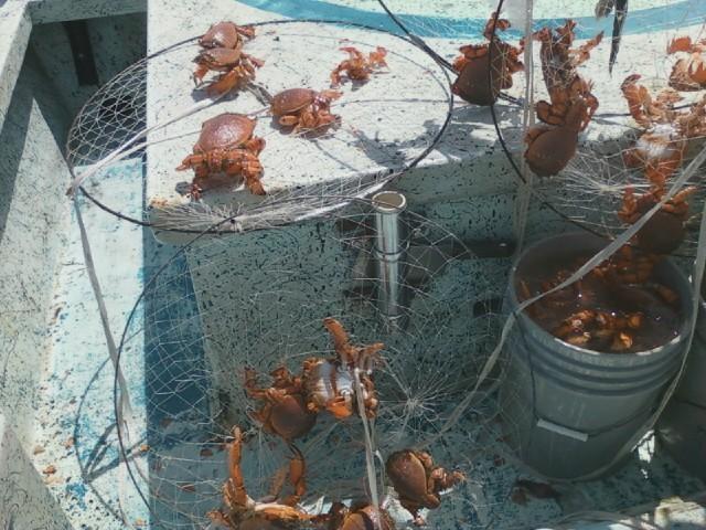 Press Release - Scientists Weigh-in on Catch Limits, Kona Crabs ...