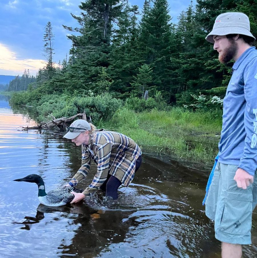 Loon Preservation Committee Month at a Glance