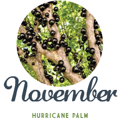 January Plant of the Month 2025 and 2024 Year In Review