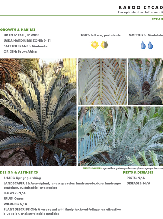 June Plant of the Month