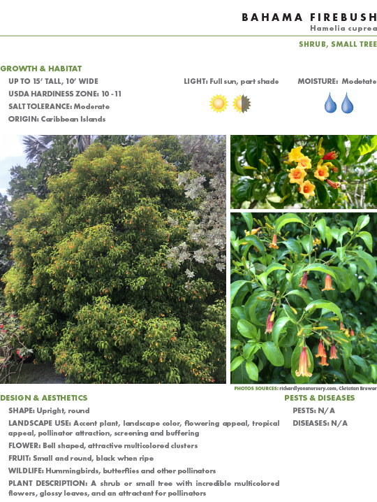 July Plant of the Month