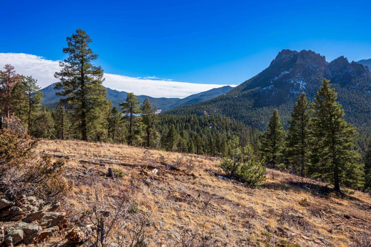 NACD Forestry Notes: Colorado Districts' $19M Forest Resilience Initiative