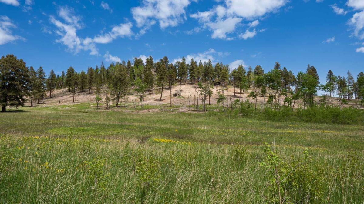 NACD Forestry Notes: Colorado Districts' $19M Forest Resilience Initiative