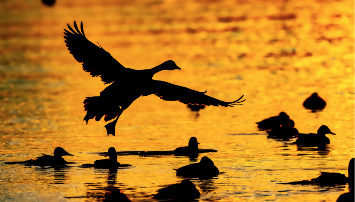 Waterfowl Galore, Join Doug Gardner on a waterfowl photo adventure