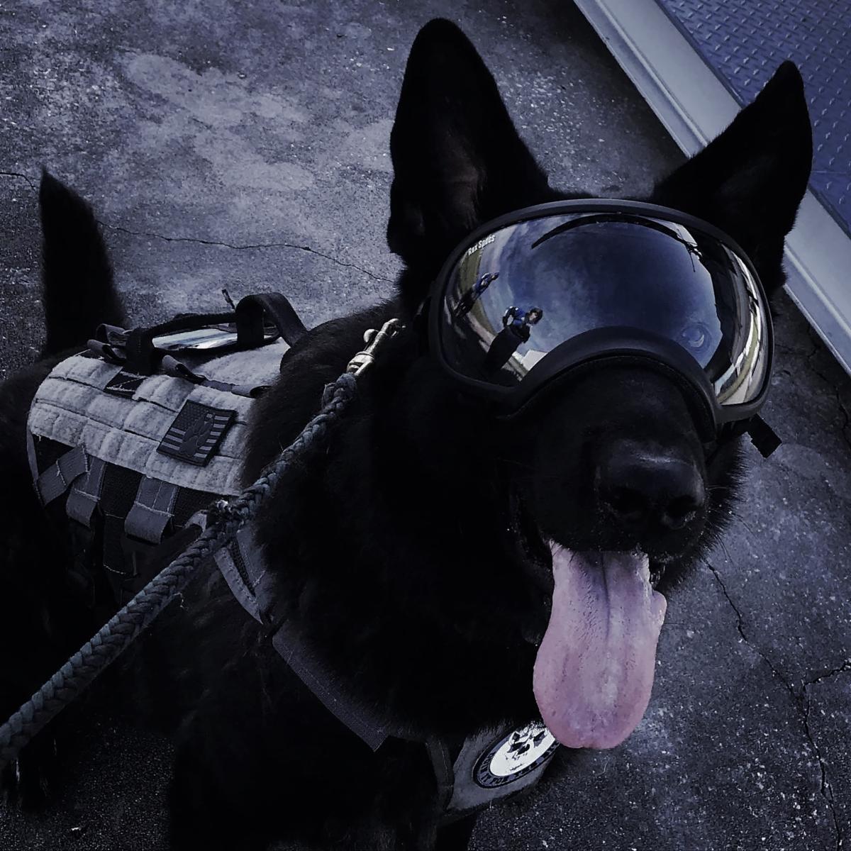 The Power of SAR K9s