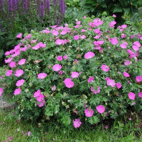 Top 6 Tried & True Perennials