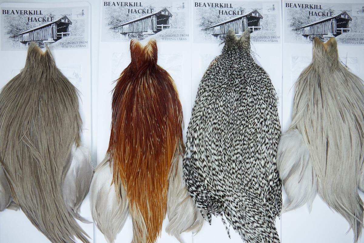 Don't Miss Out! 1000+ New Whiting Hackle In Stock!