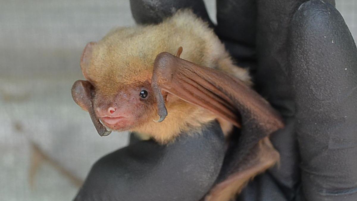 Get batty with Austin Bat Refuge during August's High Noon Talk!﻿ 🦇