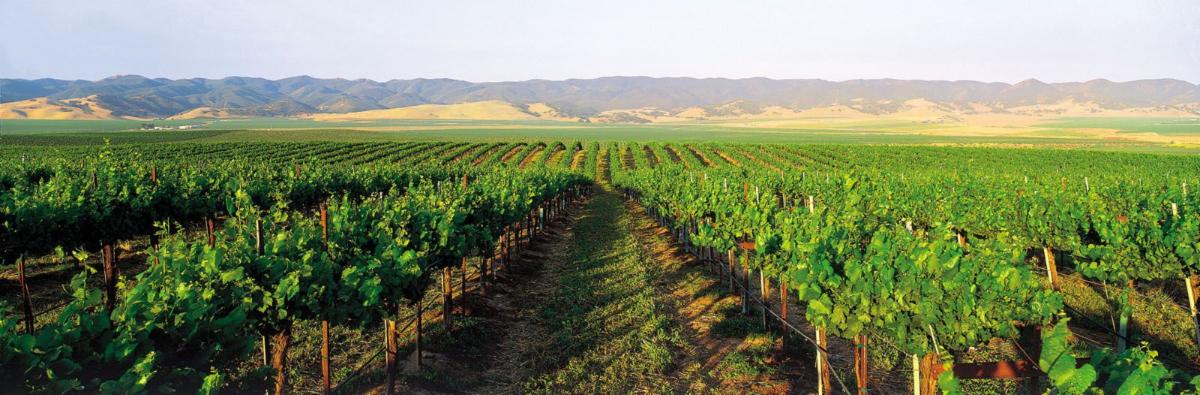 May Bulk Blast - Scheid Family Wines