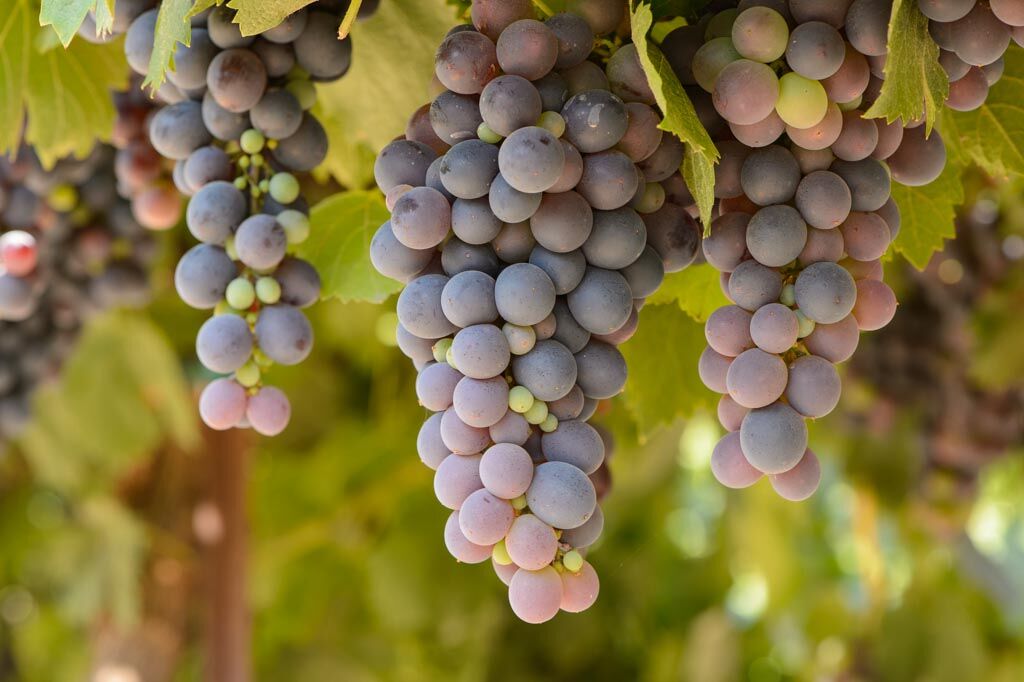 August Bulk Blast - Scheid Family Wines