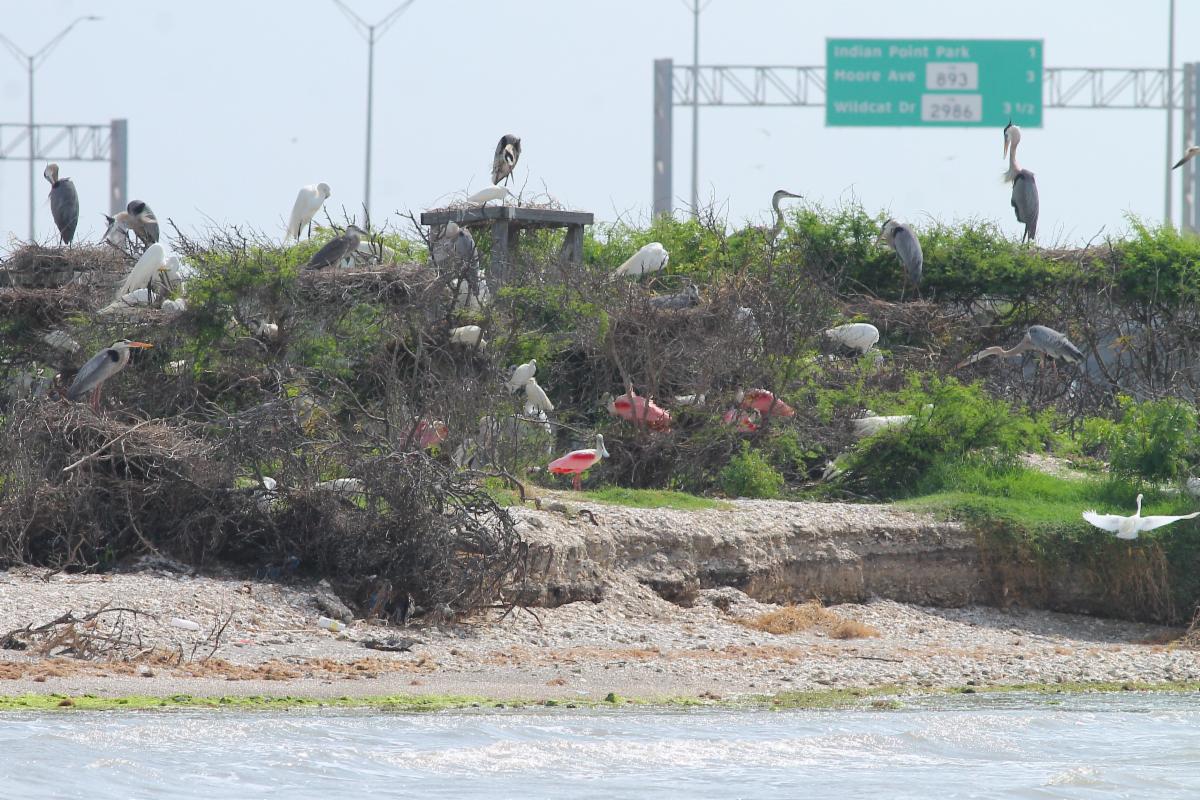 CBBEP's Causeway Rookery Island Restoration is Complete!