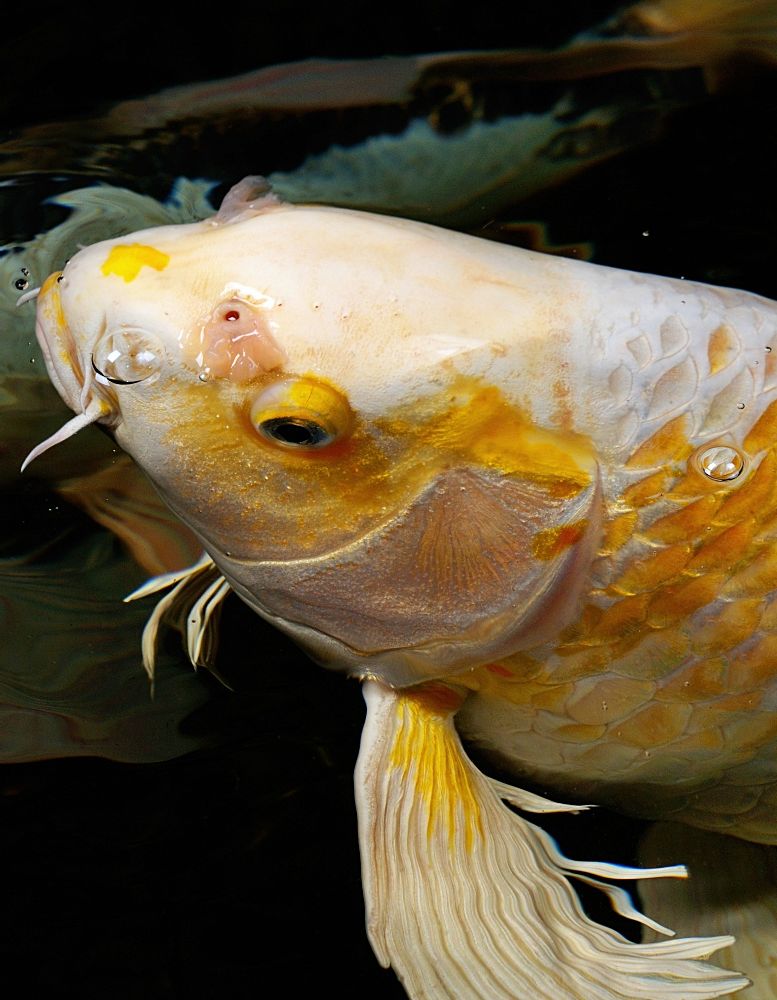 Discover the Colorful World of Pond Fish: Beyond Koi