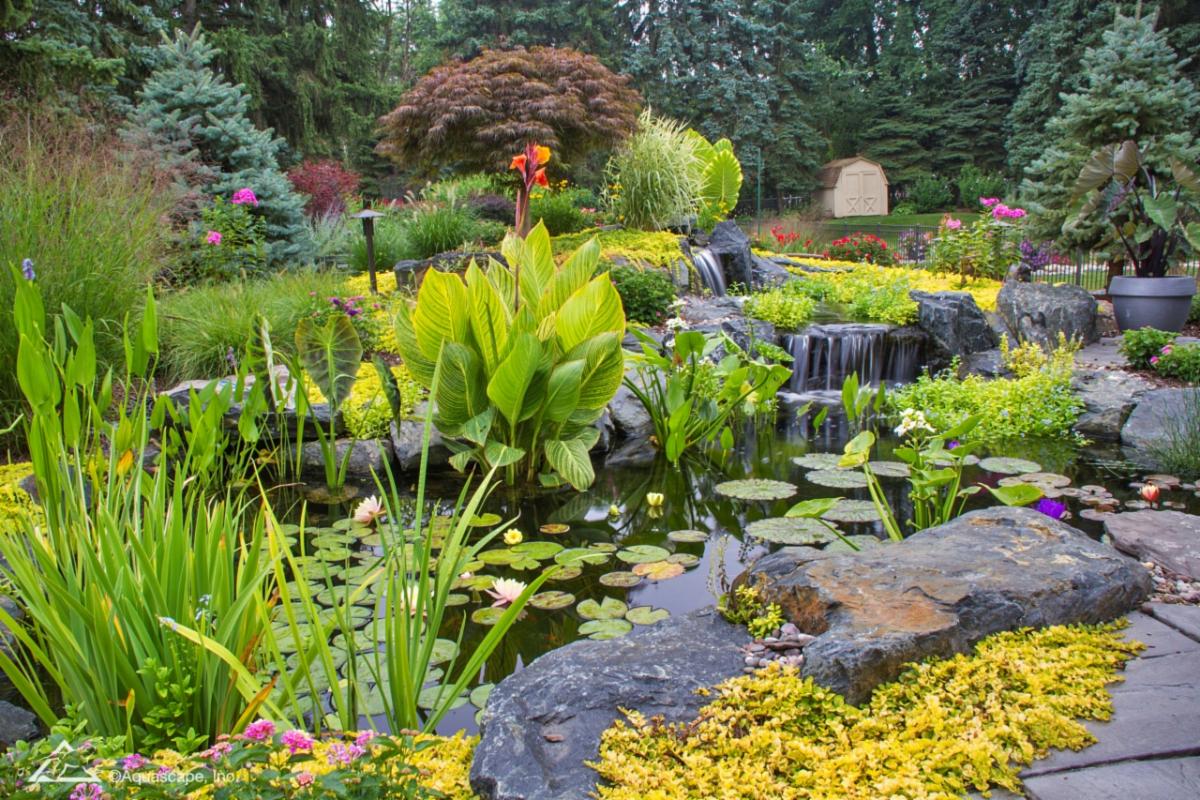Our Top Tips for Planting Your Pond