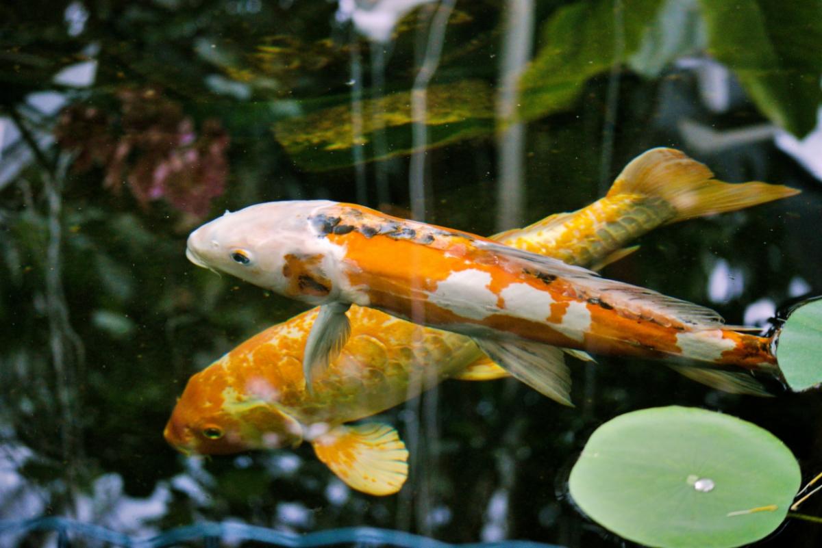 Reminder: Koi Anatomy: What You Need to Know