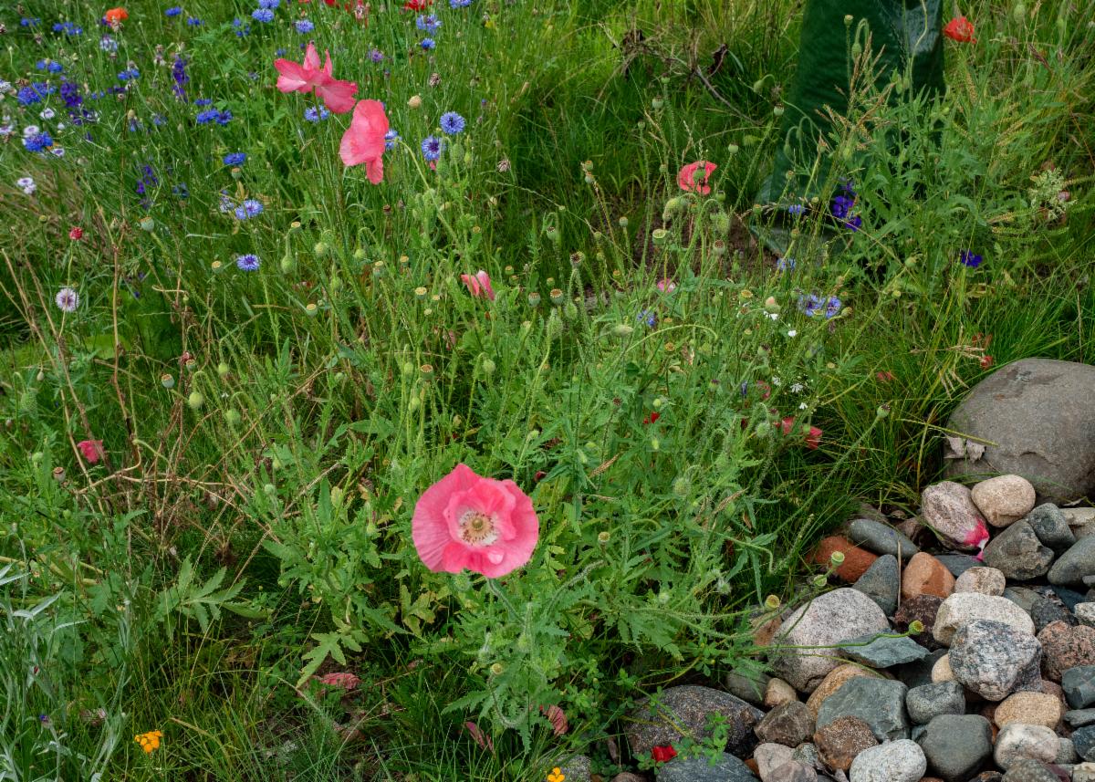 Temple Israel Offerings: September 12 - 20, 2025